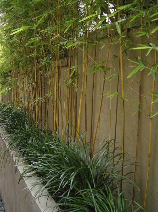 Modernize Your Garden - How to Grow Bamboo • The Garden Glove