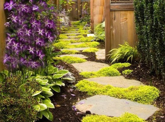Stepables: Perfect Plants for Paths and Walkways • The Garden Glove