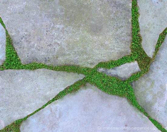 Stepables: Perfect Plants for Paths and Walkways • The Garden Glove
