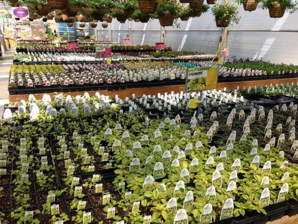 How to Buy Plants on Clearance (+ Which Ones to Get!) • The Garden Glove