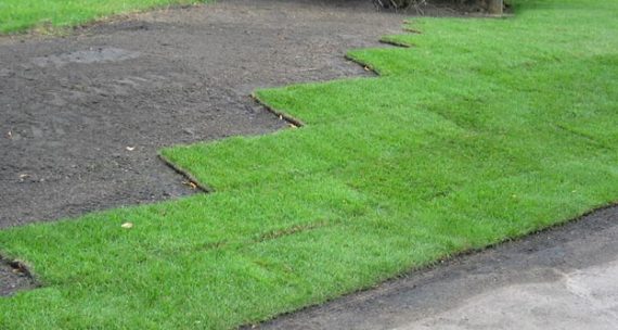 How to Lay Sod in 6 Easy to Follow Steps • The Garden Glove