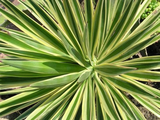 Using Architectural Plants in the Garden • The Garden Glove