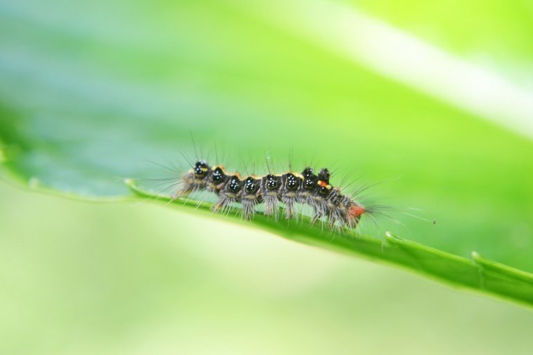 10 Summer Pests (and How to Squash Them!) • The Garden Glove