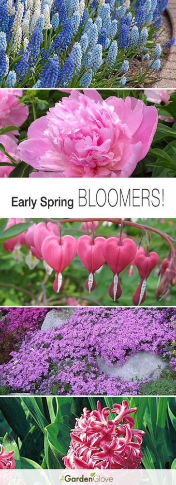 Early Spring Flowers! • The Garden Glove