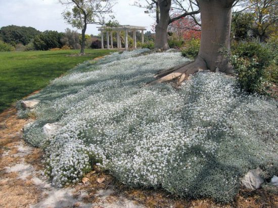 Great Ground Covers for your Garden • The Garden Glove