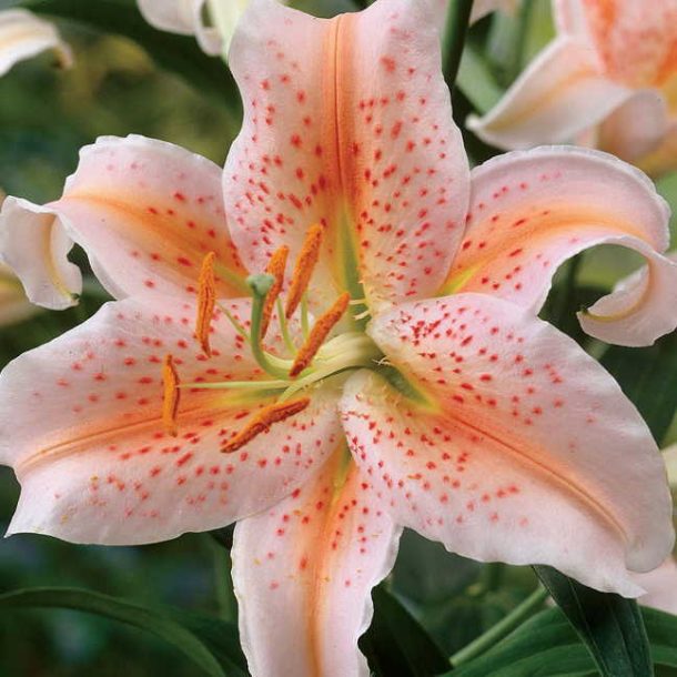 Lily Love : How to Grow Lilies • The Garden Glove