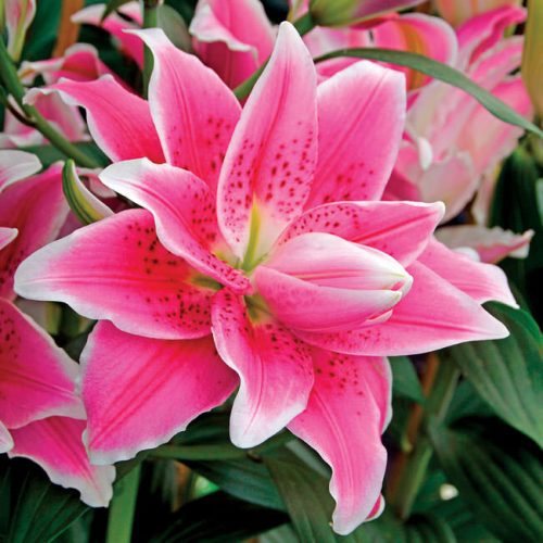 Lily Love : How to Grow Lilies • The Garden Glove