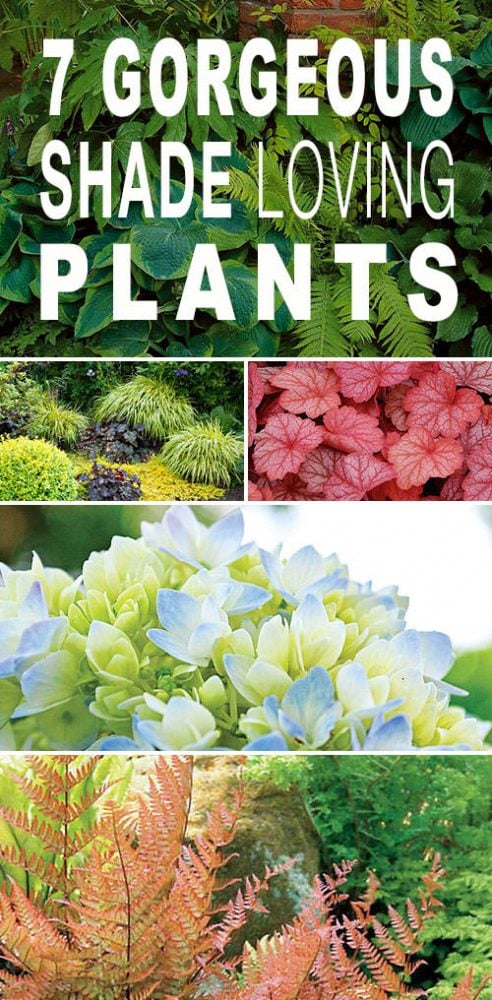 7 Gorgeous Shade Loving Plants • The Garden Glove