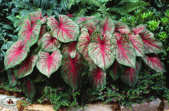 Cold Hardy Outdoor Tropical Plants for Your Garden! • The Garden Glove