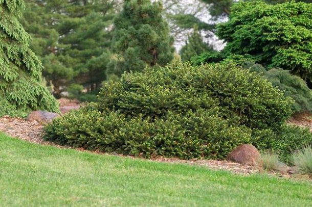Landscaping With Conifers • The Garden Glove