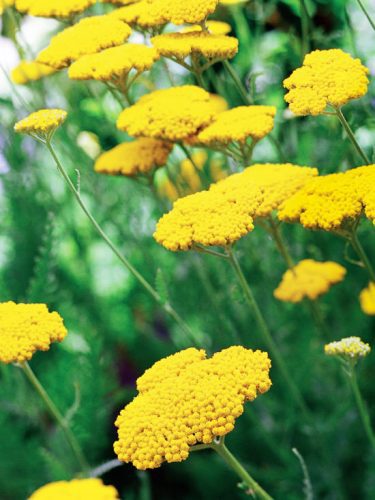 15 Drought Tolerant Perennials for Low Water Gardens • The Garden Glove