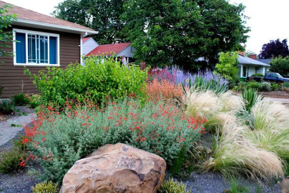 15 Drought Tolerant Perennials for Low Water Gardens • The Garden Glove
