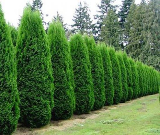 Privacy with Plants • The Garden Glove