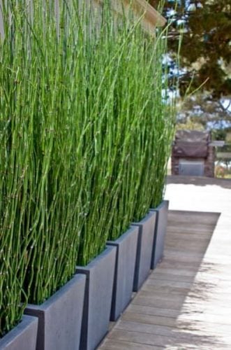 Privacy with Plants • The Garden Glove