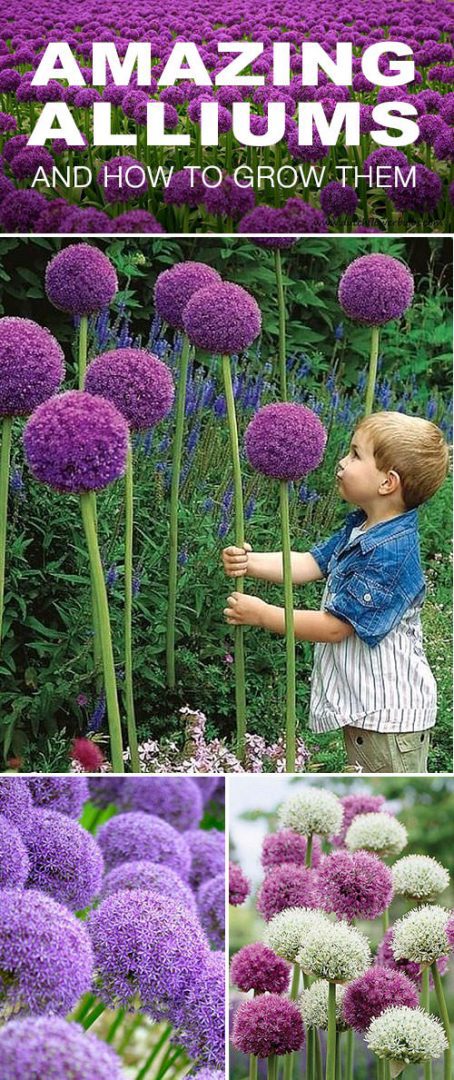 How to Grow Amazing Alliums • The Garden Glove