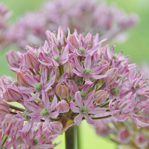 How to Grow Amazing Alliums • The Garden Glove