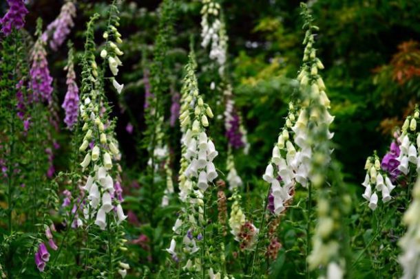 12 Top Poisonous Plants - Are They in Your Garden? • The Garden Glove