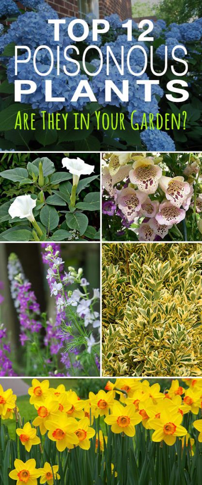 12 Top Poisonous Plants - Are They in Your Garden? • The Garden Glove