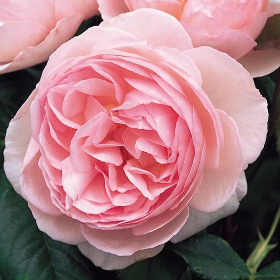 How to Grow English Roses • The Garden Glove