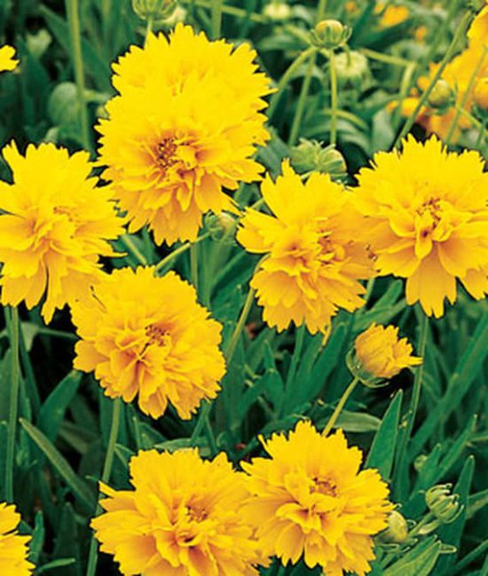 15 Drought Tolerant Perennials for Low Water Gardens • The Garden Glove