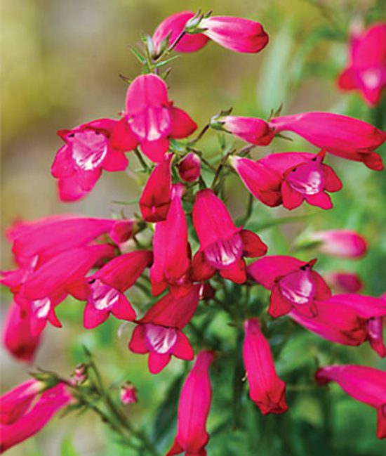 15 Drought Tolerant Perennials for Low Water Gardens • The Garden Glove