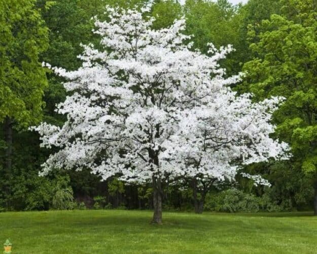 13 Flowering Trees to Plant for Beautiful Spring Blooms • The Garden Glove