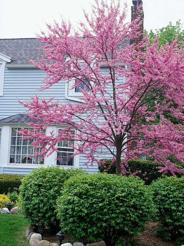 13 Flowering Trees to Plant for Beautiful Spring Blooms • The Garden Glove