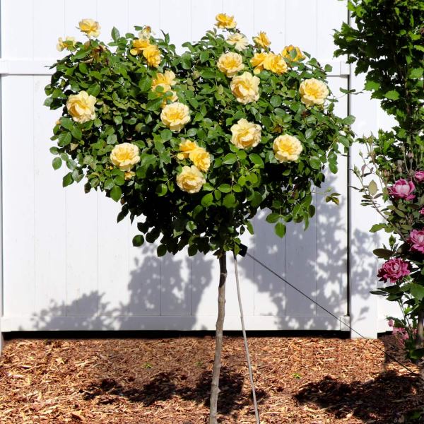 13 Flowering Trees to Plant for Beautiful Spring Blooms • The Garden Glove
