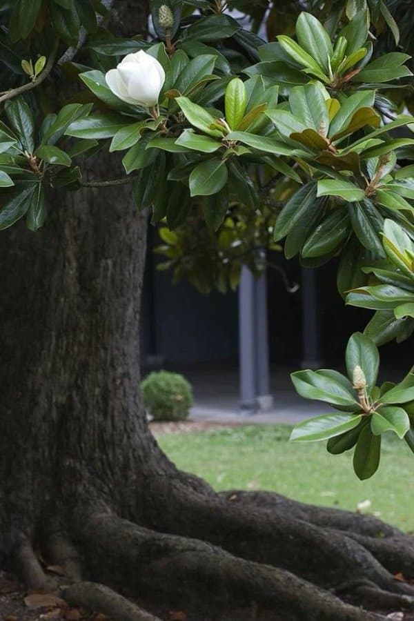 13 Flowering Trees to Plant for Beautiful Spring Blooms • The Garden Glove