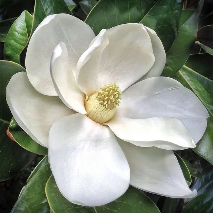 13 Flowering Trees to Plant for Beautiful Spring Blooms • The Garden Glove