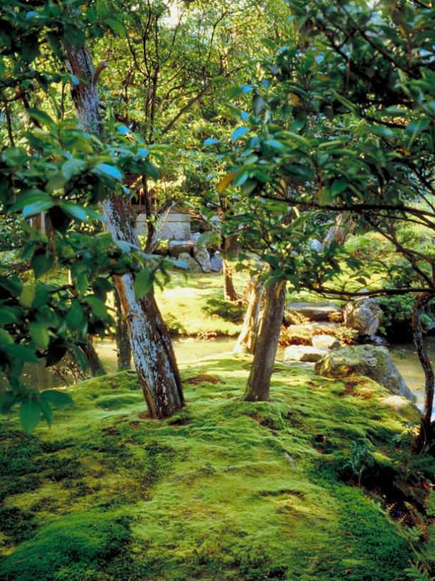 Marvelous Moss Gardens : How to Grow Moss Outdoors • The Garden Glove