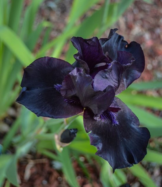 Update Your Garden with Dark & Dramatic Plants • The Garden Glove