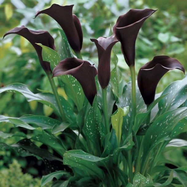 Update Your Garden with Dark & Dramatic Plants • The Garden Glove