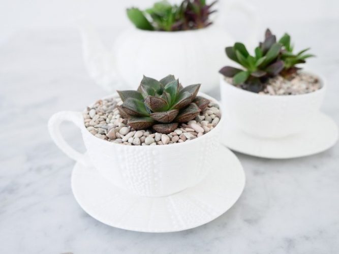 DIY Teacup Gardens and Planters • The Garden Glove