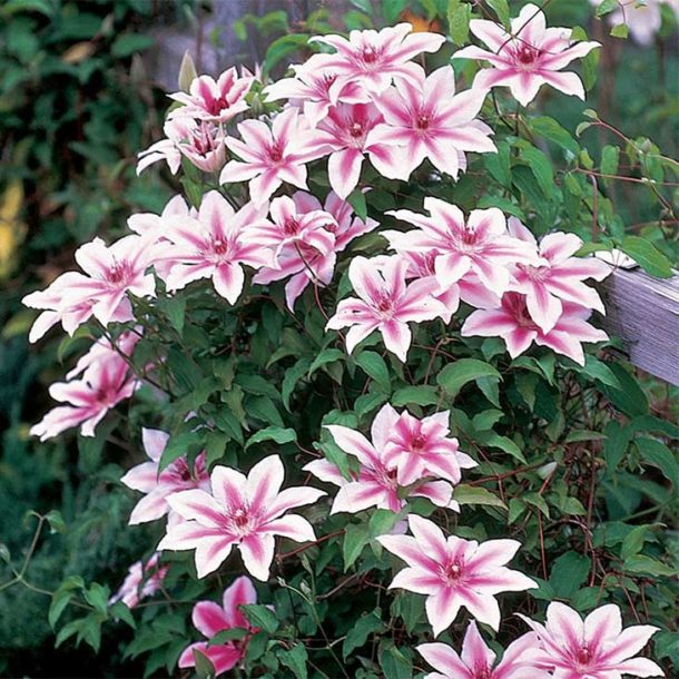 How To Grow & Plant Clematis Vines • The Garden Glove