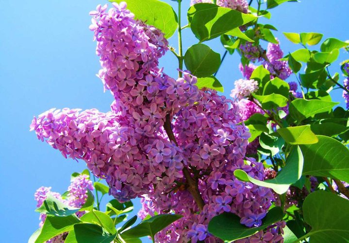 Planting Lilac Bushes & How to Grow Them • The Garden Glove