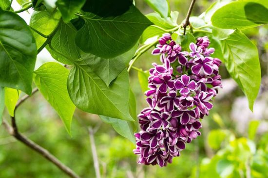 Planting Lilac Bushes & How to Grow Them • The Garden Glove