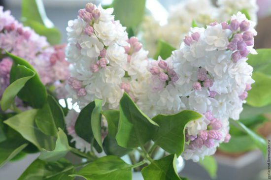 Planting Lilac Bushes & How to Grow Them • The Garden Glove