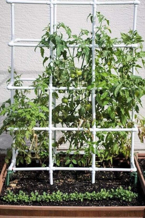 Easy DIY Tomato Cage & Trellis Ideas: How to Make Them! • The Garden Glove