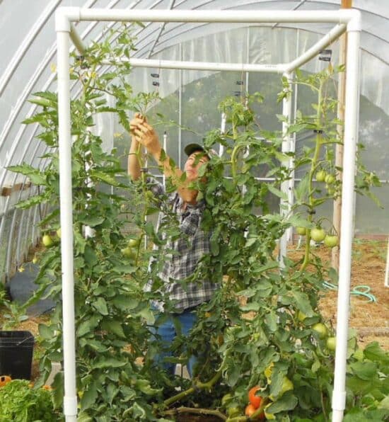 Easy DIY Tomato Cage & Trellis Ideas: How to Make Them! • The Garden Glove