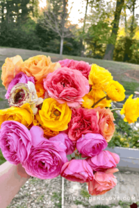 All About Ranunculus: History, Varieties, and Care • The Garden Glove