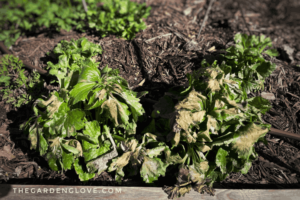All About Ranunculus: History, Varieties, and Care • The Garden Glove