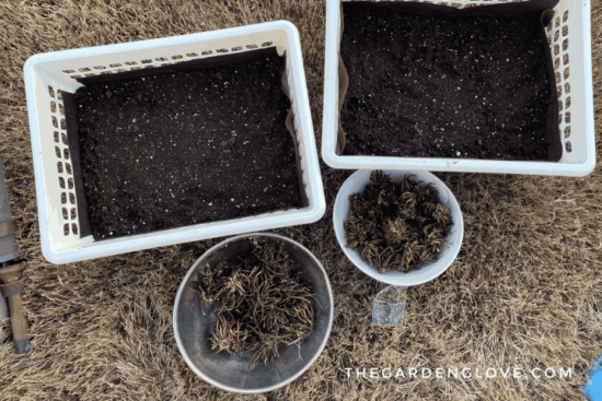 All About Ranunculus: History, Varieties, and Care • The Garden Glove