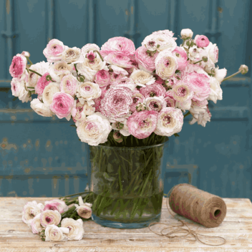 All About Ranunculus: History, Varieties, and Care • The Garden Glove
