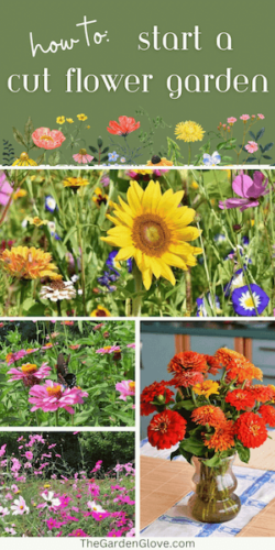 How to Start a Cut Flower Garden • The Garden Glove