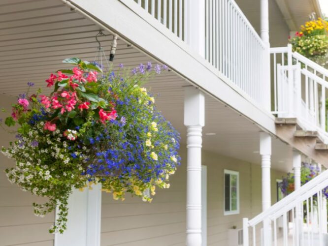 Hanging Flower Baskets : 5 Secrets the Pros Use • The Garden Glove