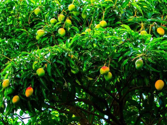 Edible Landscaping: Incorporate Food-Producing Plants into Your Yard ...
