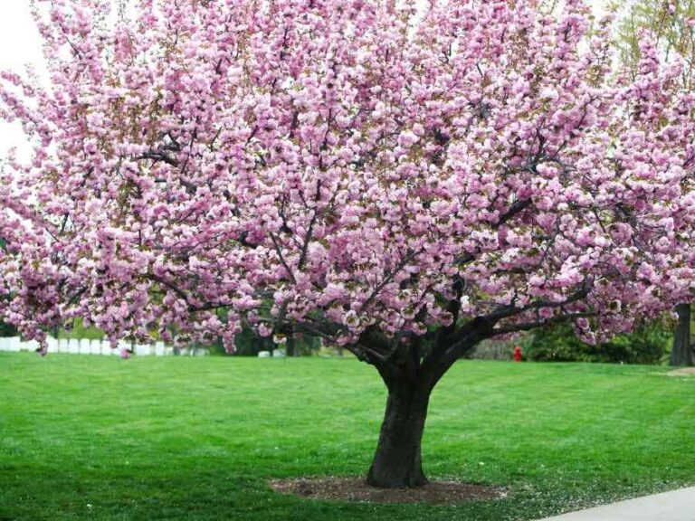 Edible Landscaping: Incorporate Food-Producing Plants into Your Yard ...
