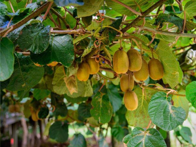 Edible Landscaping: Incorporate Food-Producing Plants into Your Yard ...