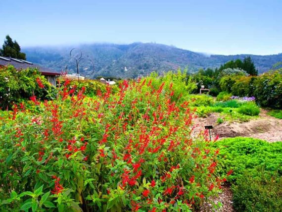 Edible Landscaping: Incorporate Food-Producing Plants into Your Yard ...